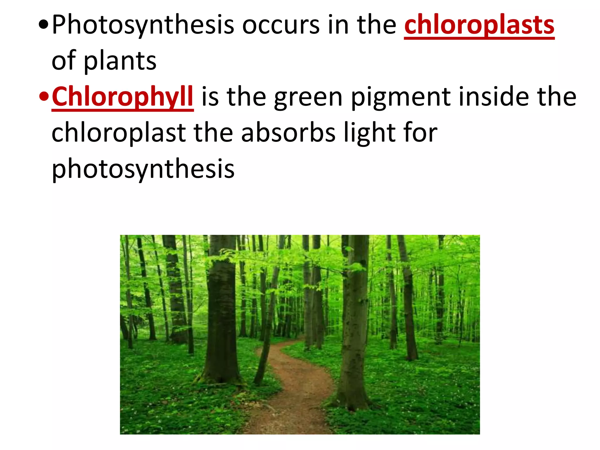 Photosynthesis and Cellular Respiration Study Slides.pptx | Biological ...