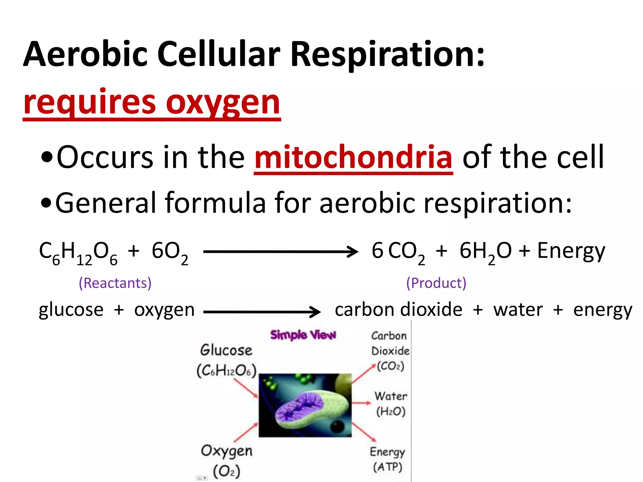 Photosynthesis and Cellular Respiration Study Slides.pptx | Biological Sciences | Science
