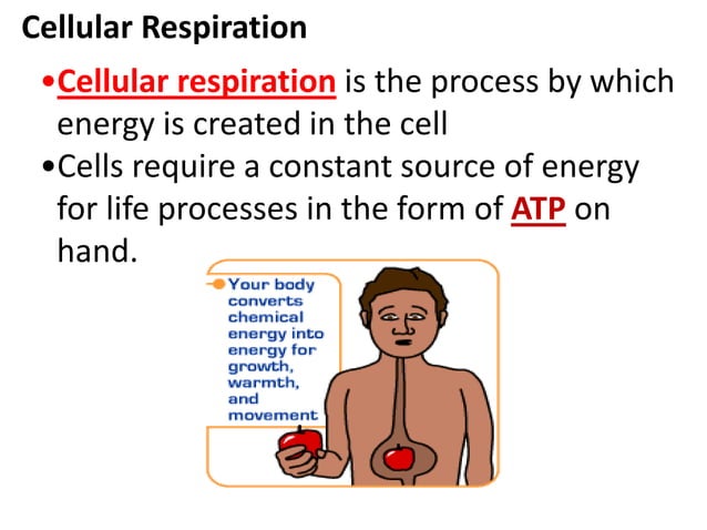 Photosynthesis and Cellular Respiration Study Slides.pptx