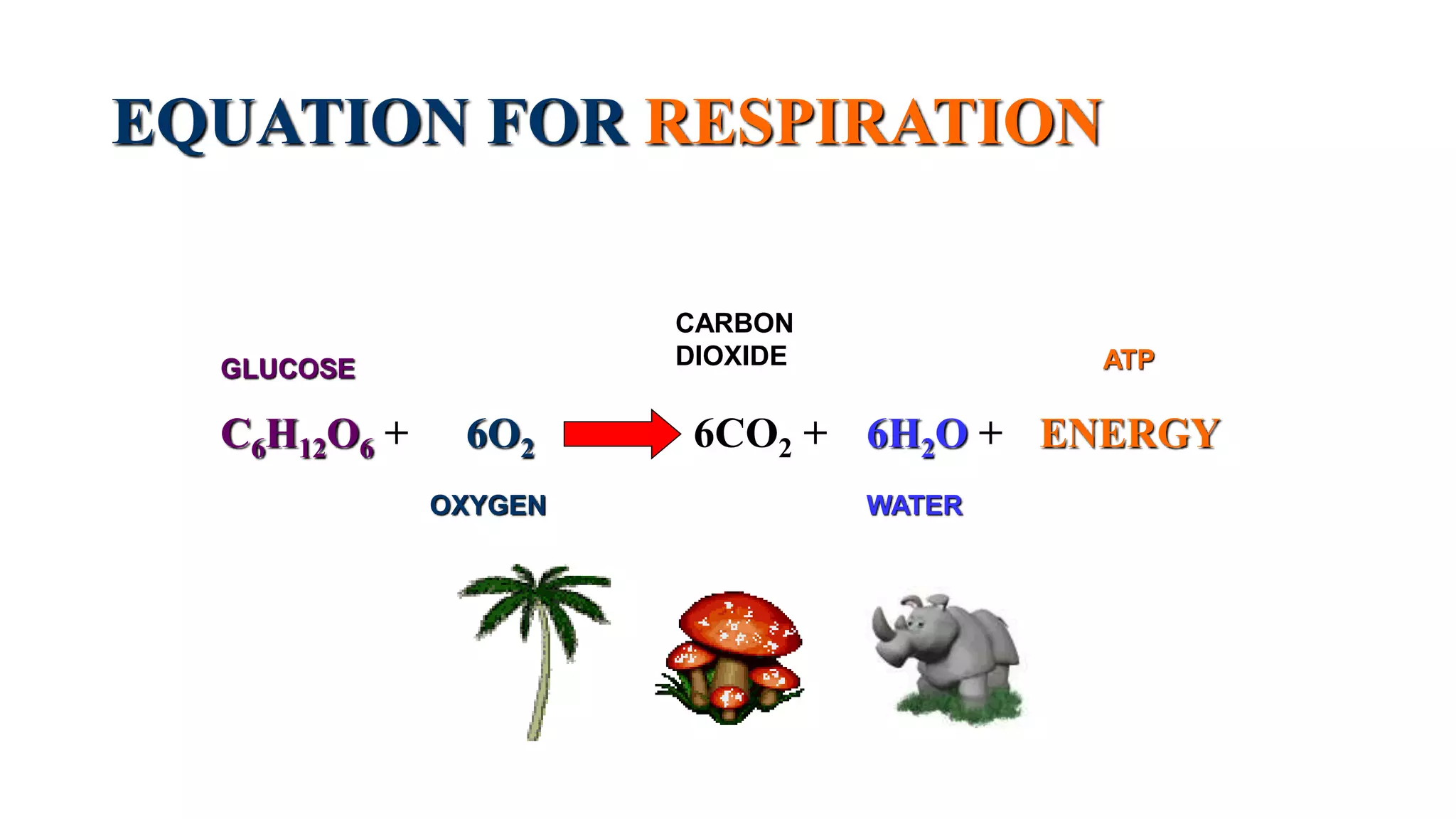 Photosynthesis and environment.pptx