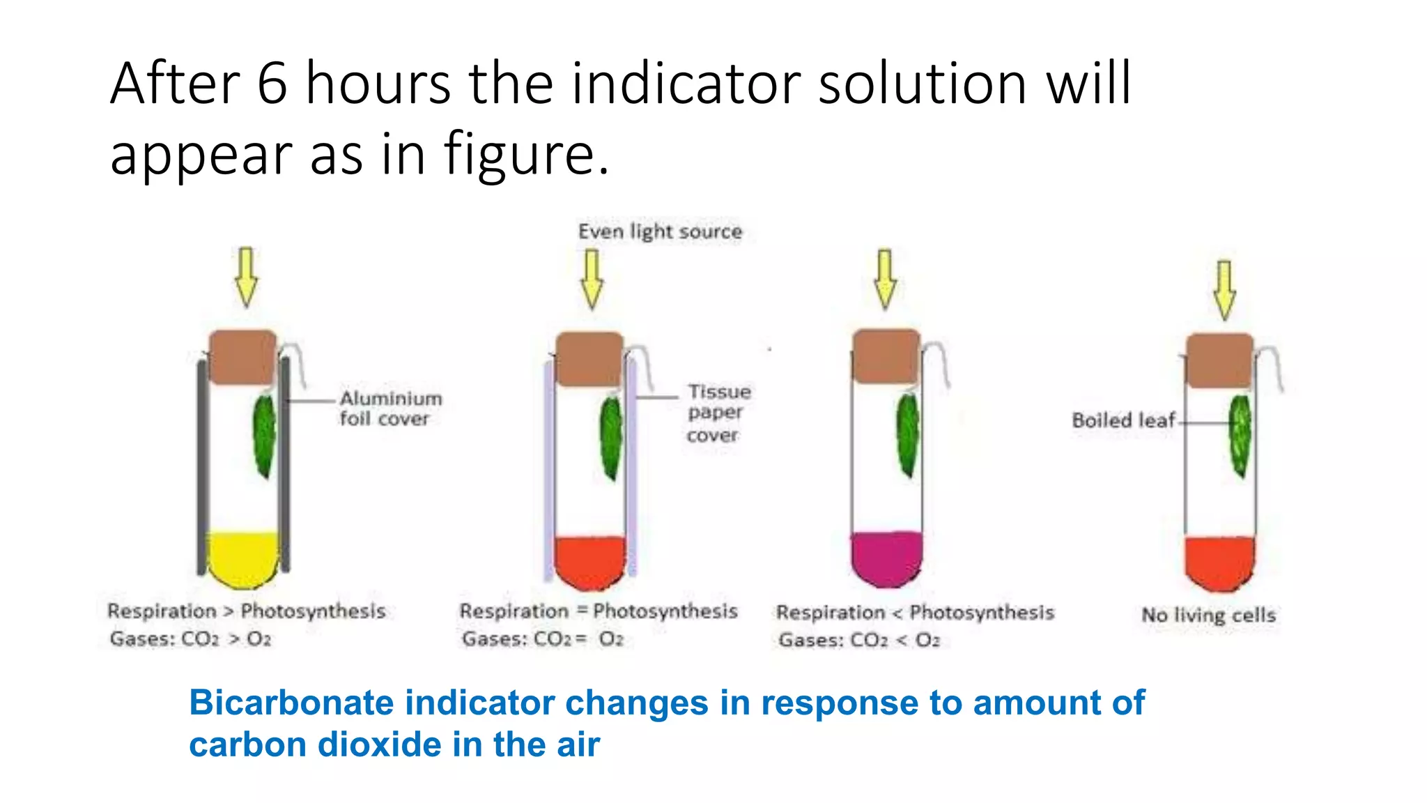 Photosynthesis and environment.pptx