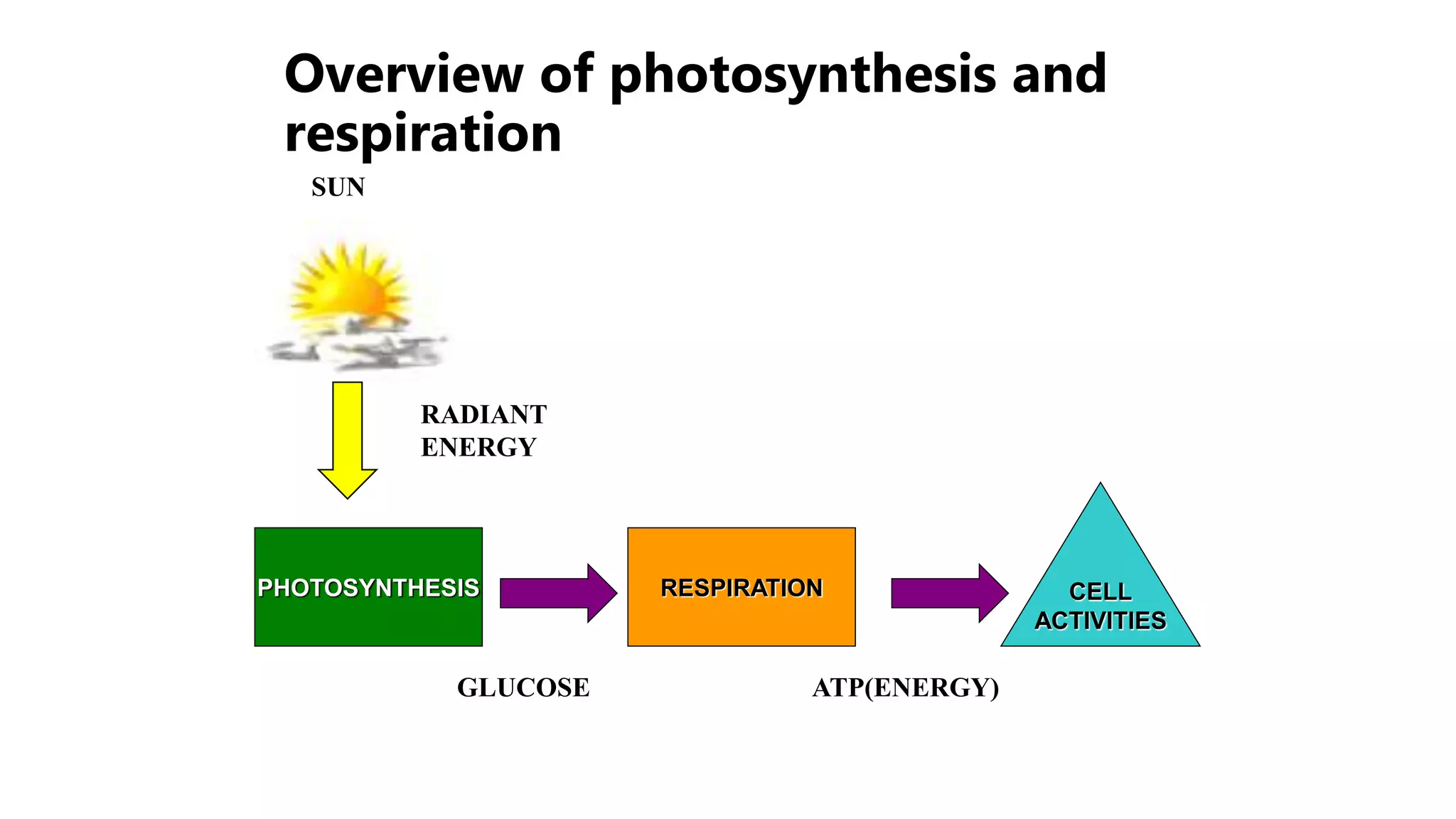 Photosynthesis and environment.pptx