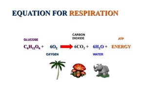 Photosynthesis and environment.pptx