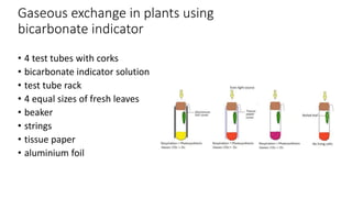 Photosynthesis and environment.pptx