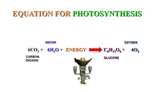 Photosynthesis and environment.pptx