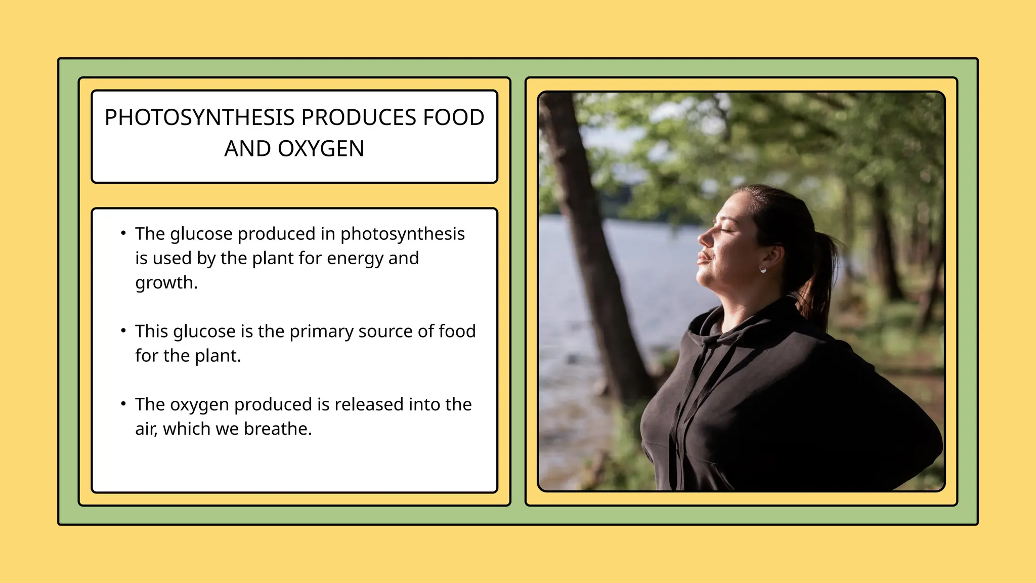 Photosynthesis and Food Production Lesson Presentation in Yellow and ...