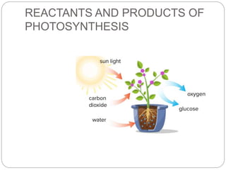 PHOTOSYNTHESIS AND RESPIRATION.pptx