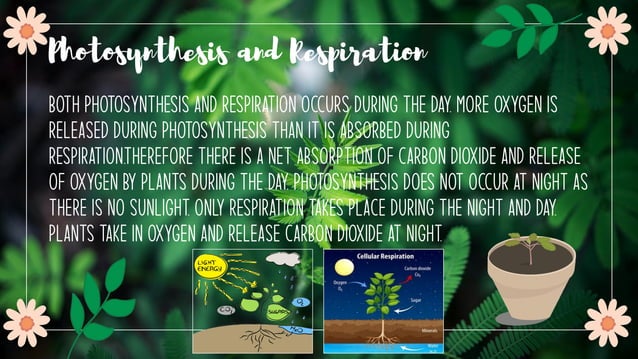 Photosynthesis And Respiration Assignment.pdf