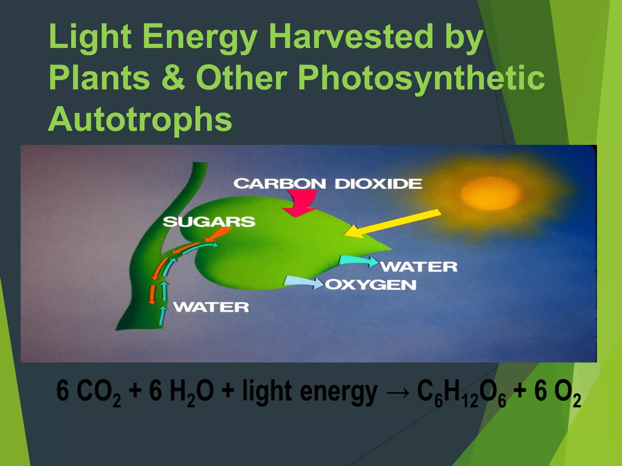 Photosynthesis and respiration powerpoints | PPT