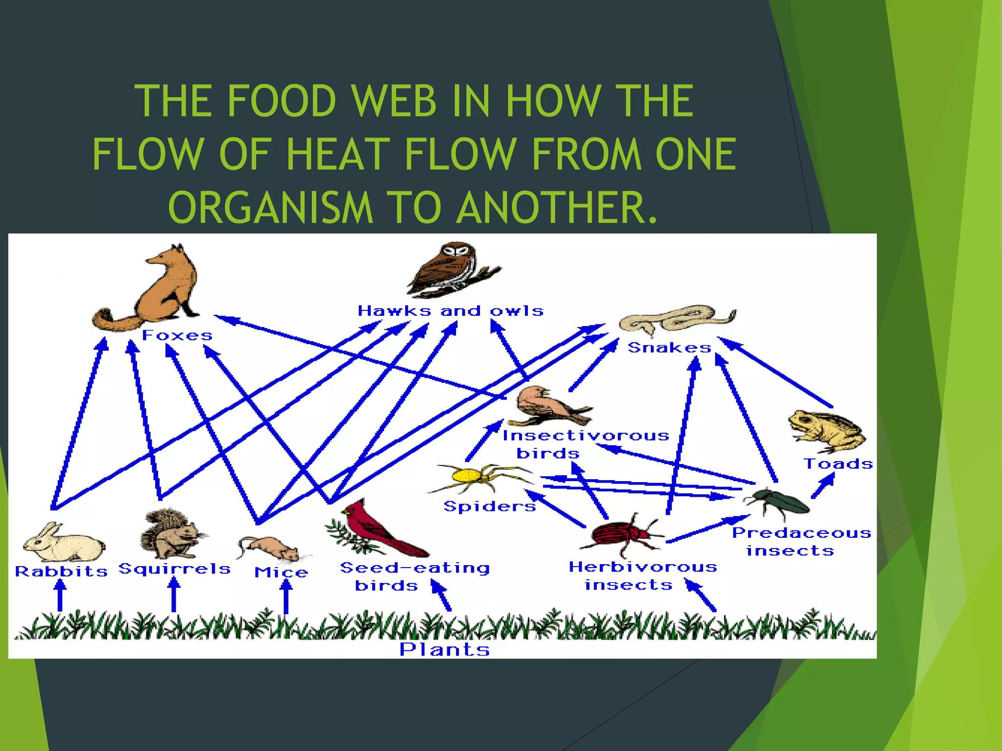 Photosynthesis and respiration powerpoints | PPT