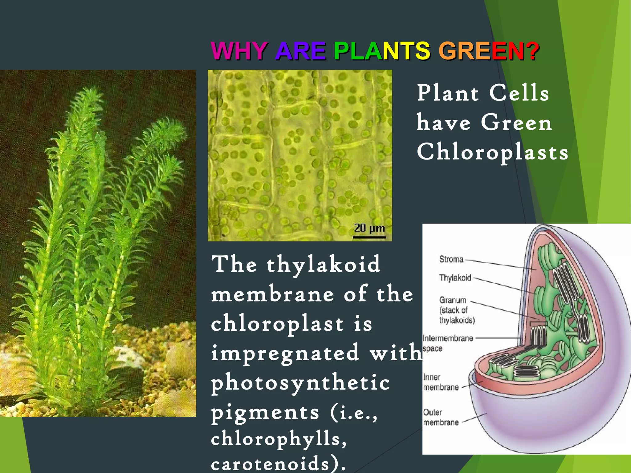 Photosynthesis and respiration powerpoints | PPT
