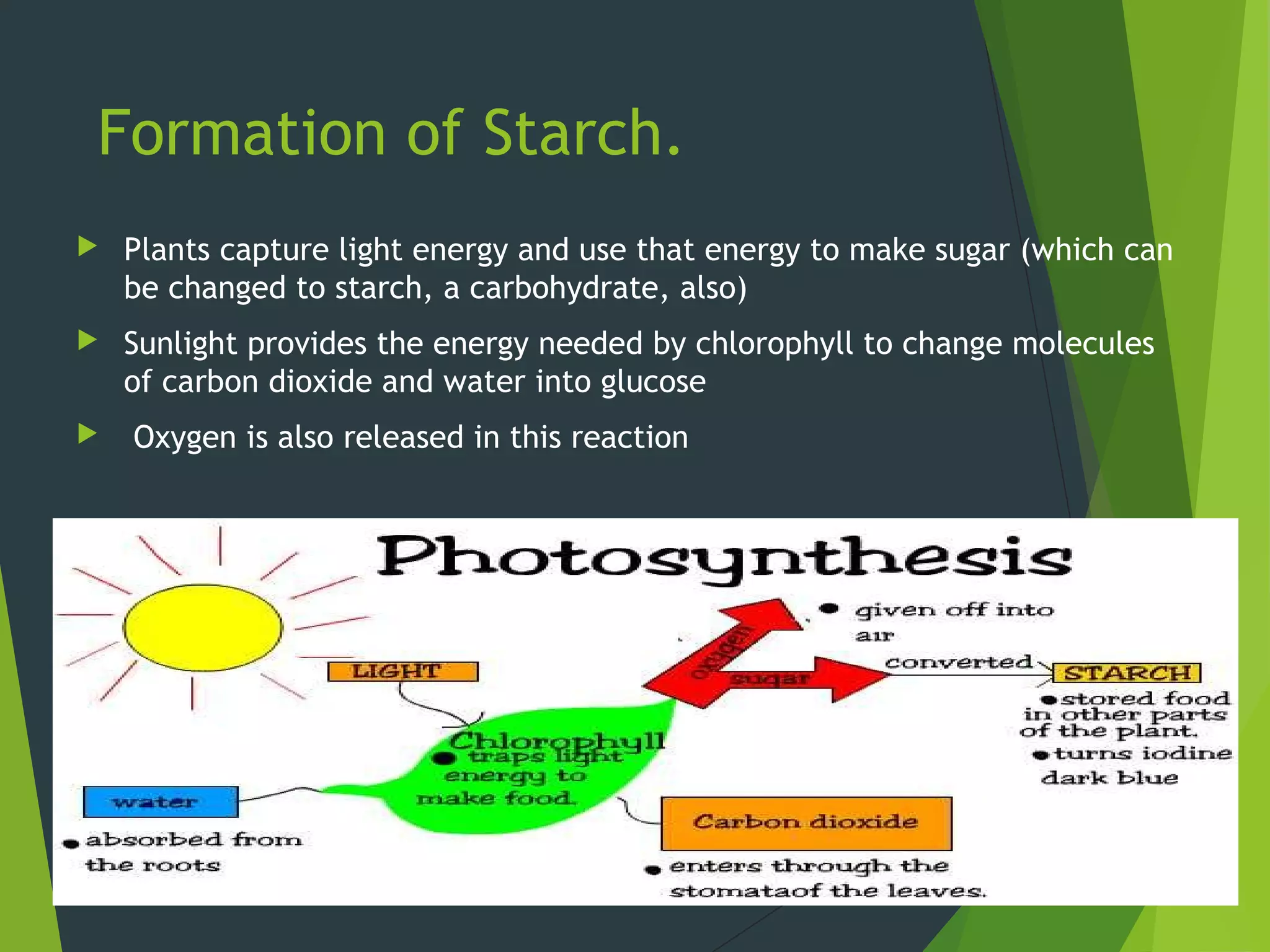 Photosynthesis and respiration powerpoints | PPT