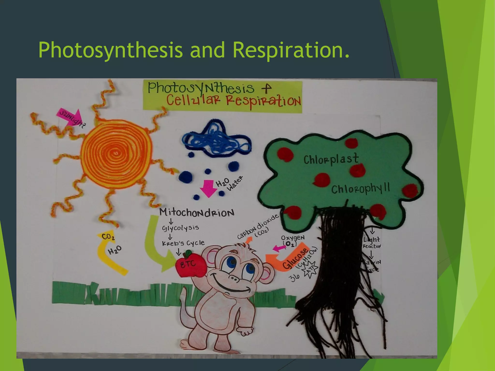 Photosynthesis and respiration powerpoints | PPT