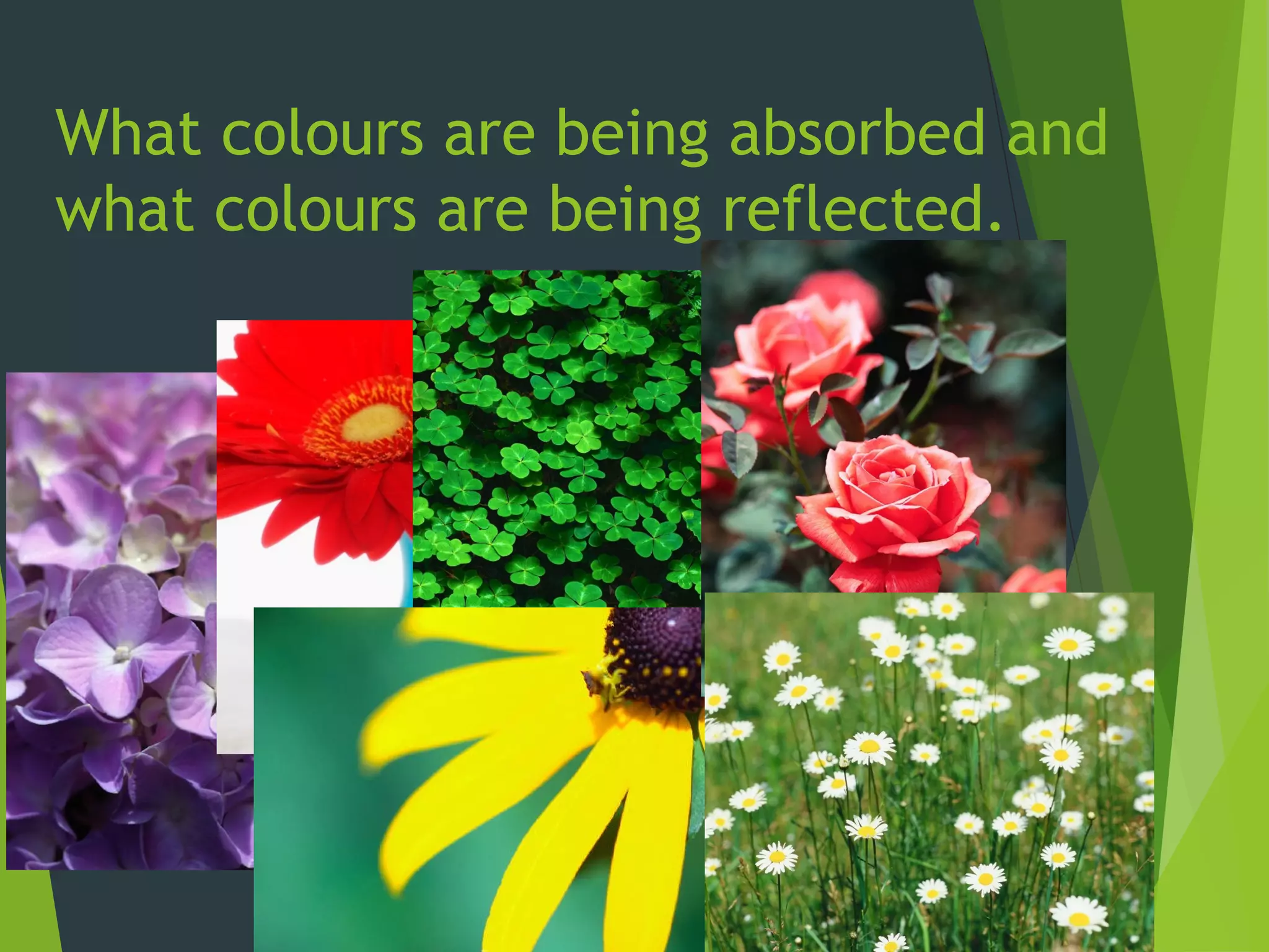 Photosynthesis and respiration powerpoints | PPT