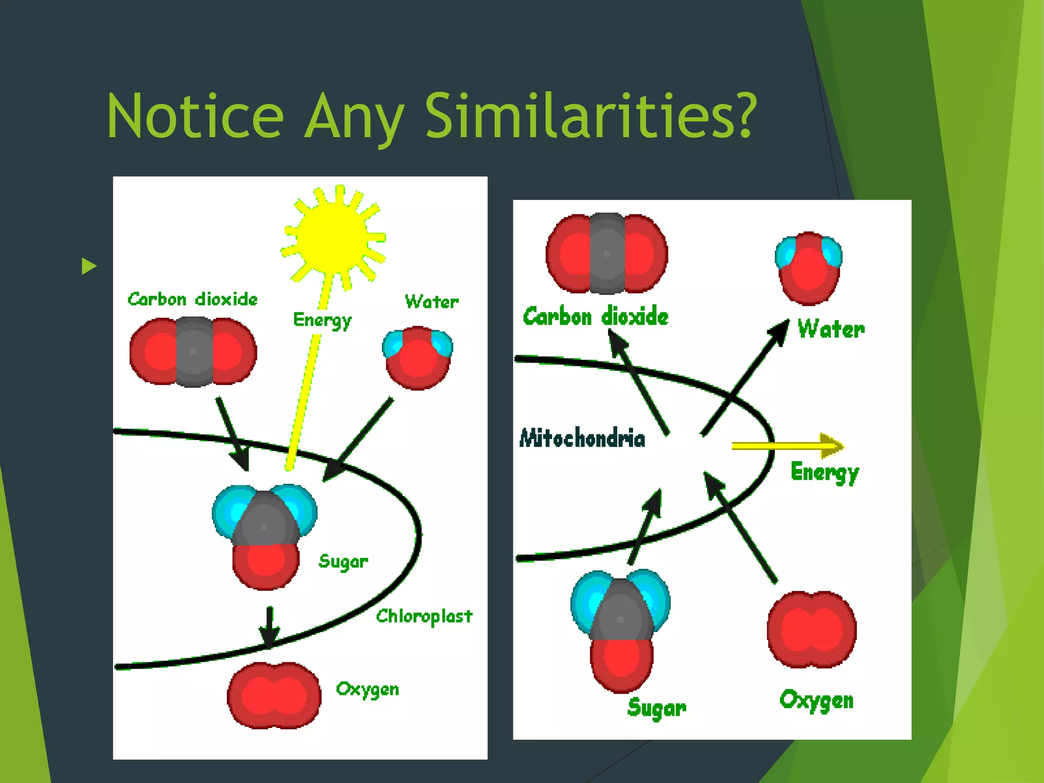 Photosynthesis and respiration powerpoints | PPT