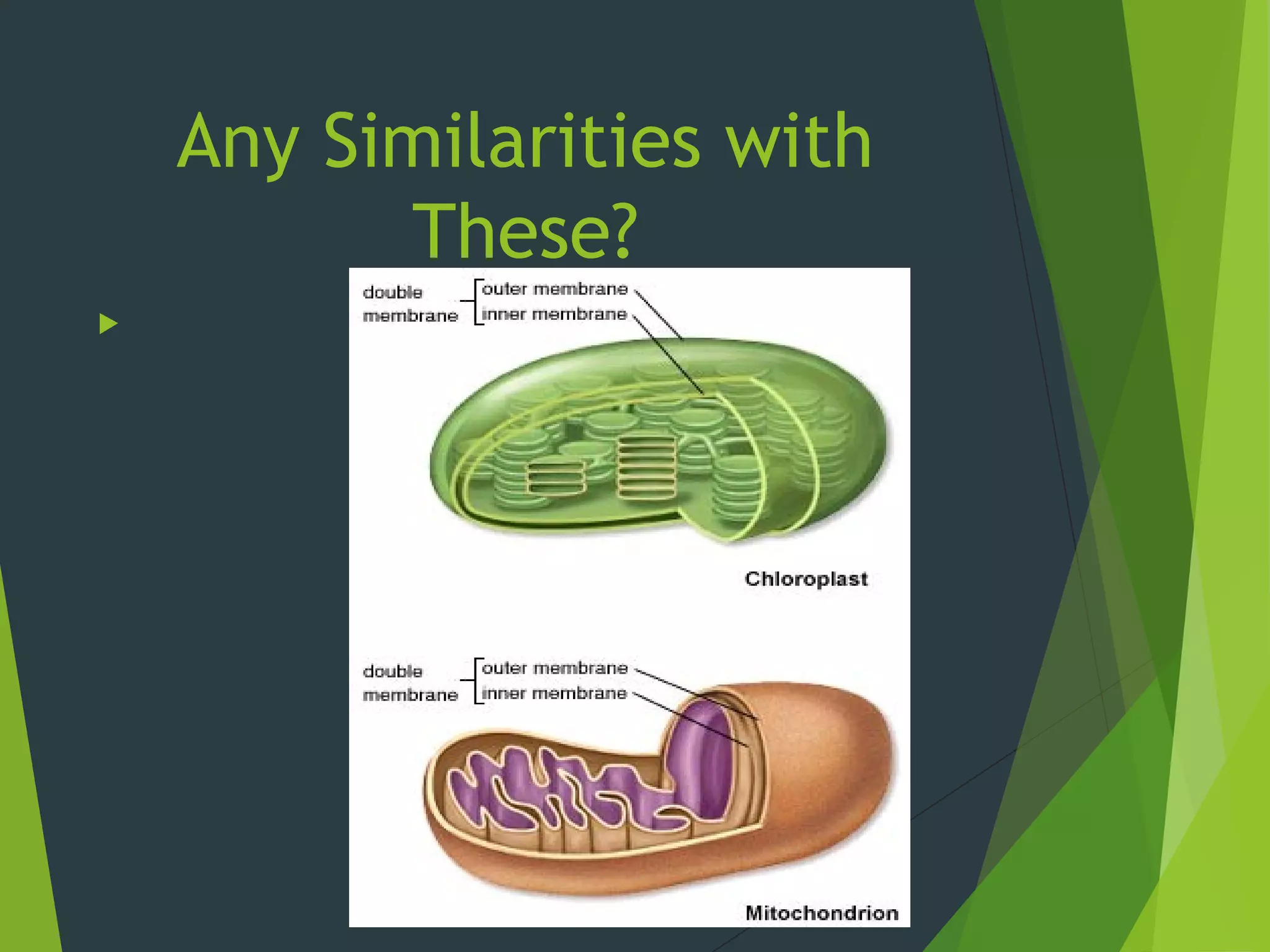 Photosynthesis and respiration powerpoints | PPT
