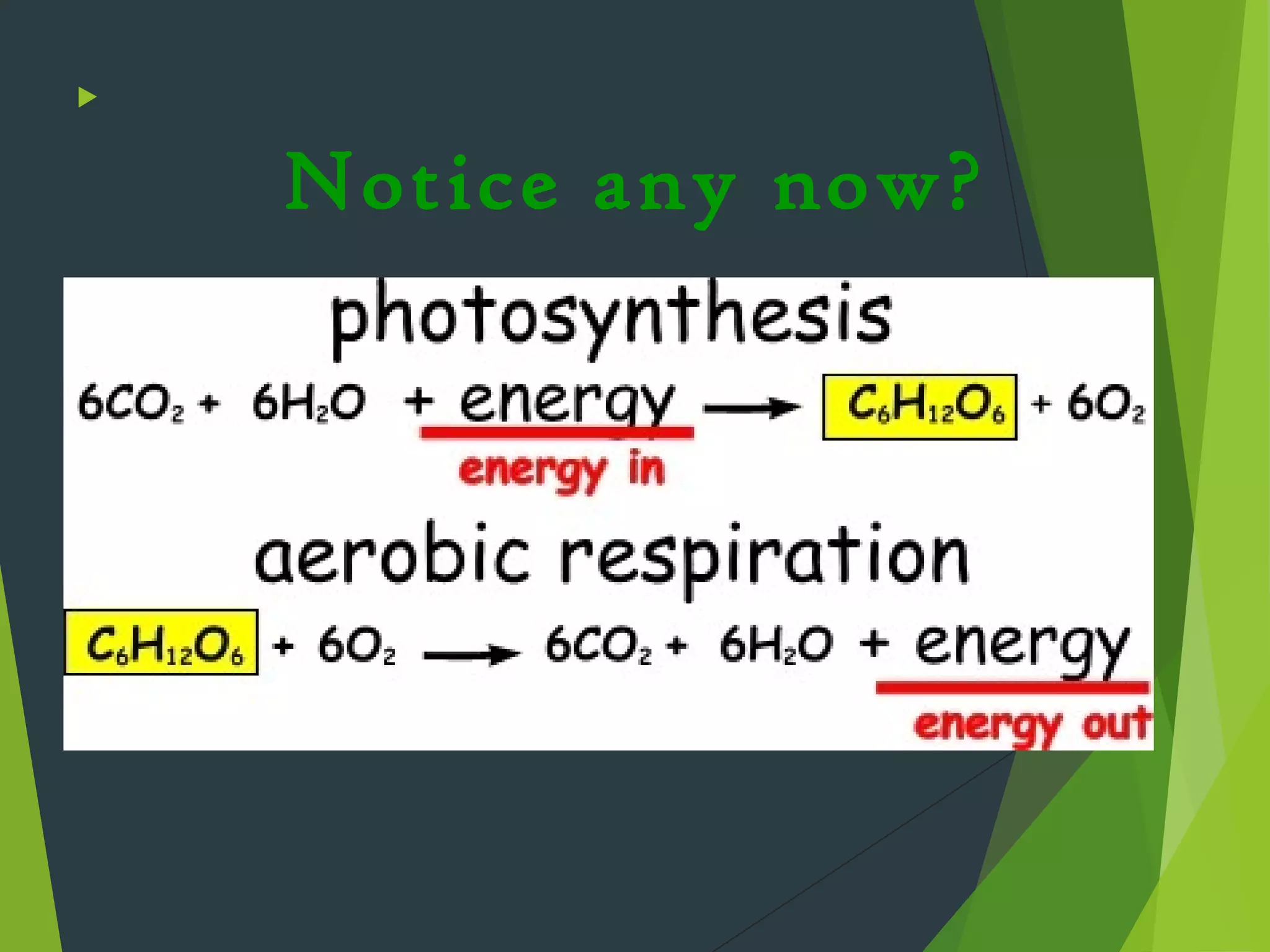 Photosynthesis and respiration powerpoints | PPT