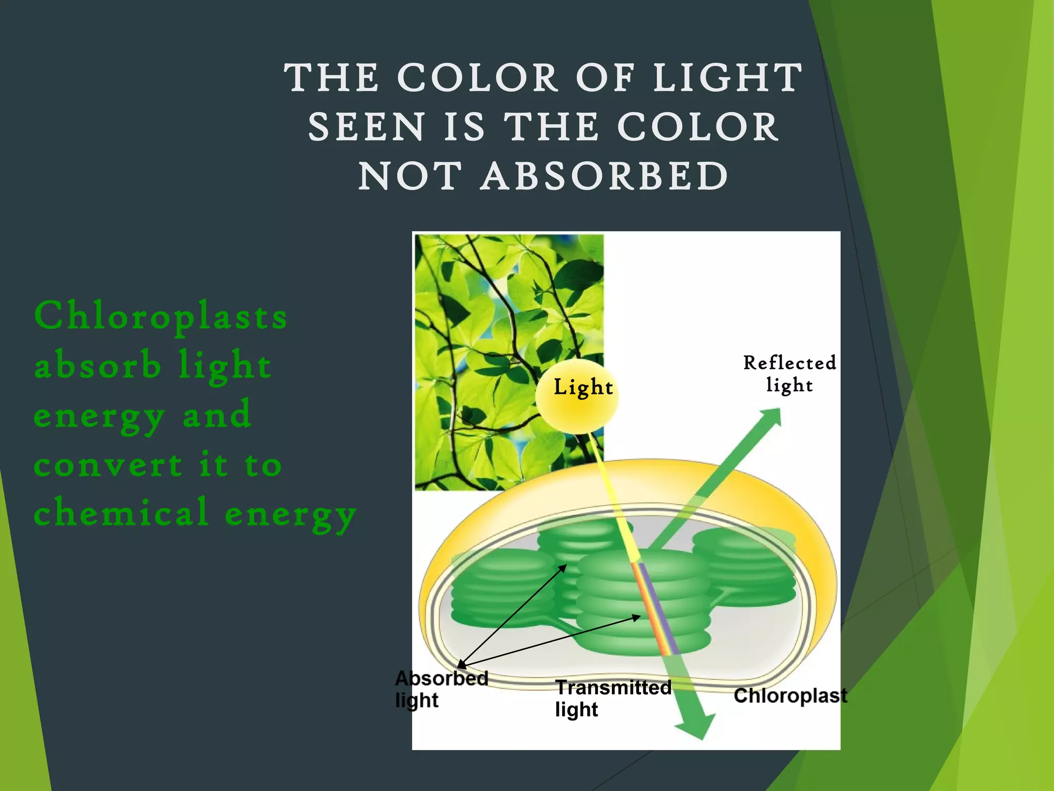 Photosynthesis and respiration powerpoints | PPT