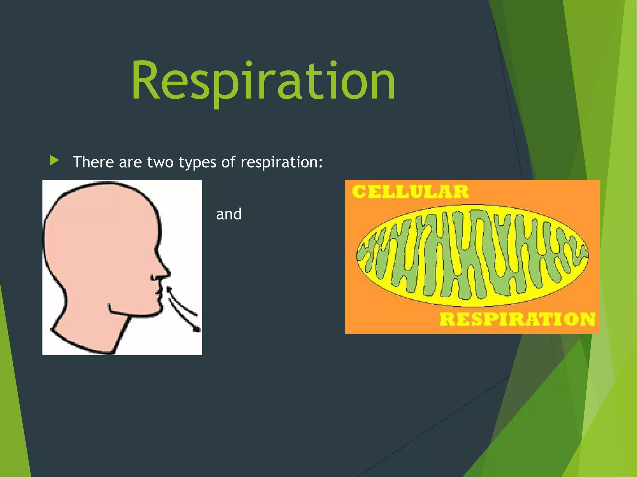 Photosynthesis and respiration powerpoints | PPT
