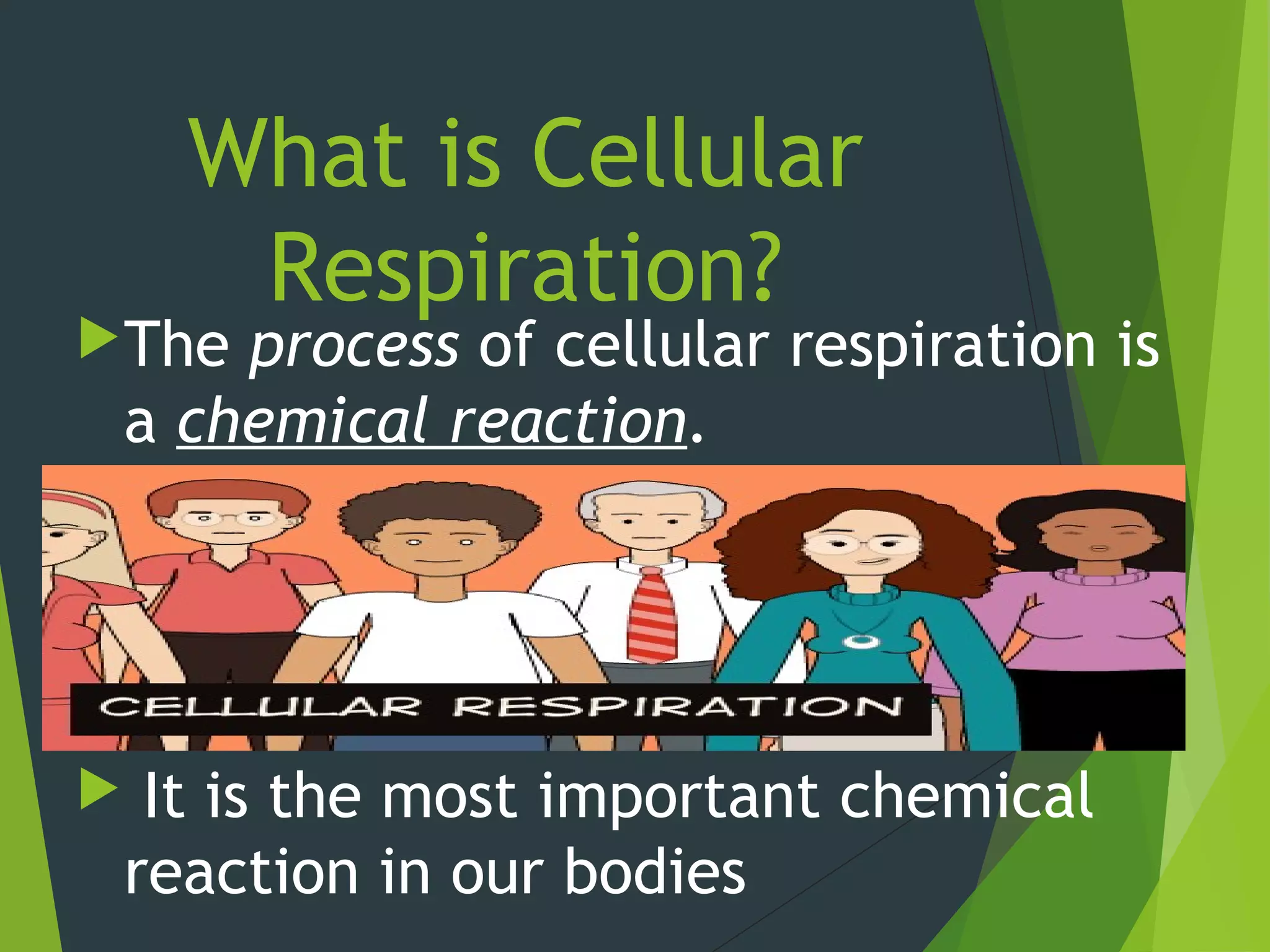 Photosynthesis and respiration powerpoints | PPT