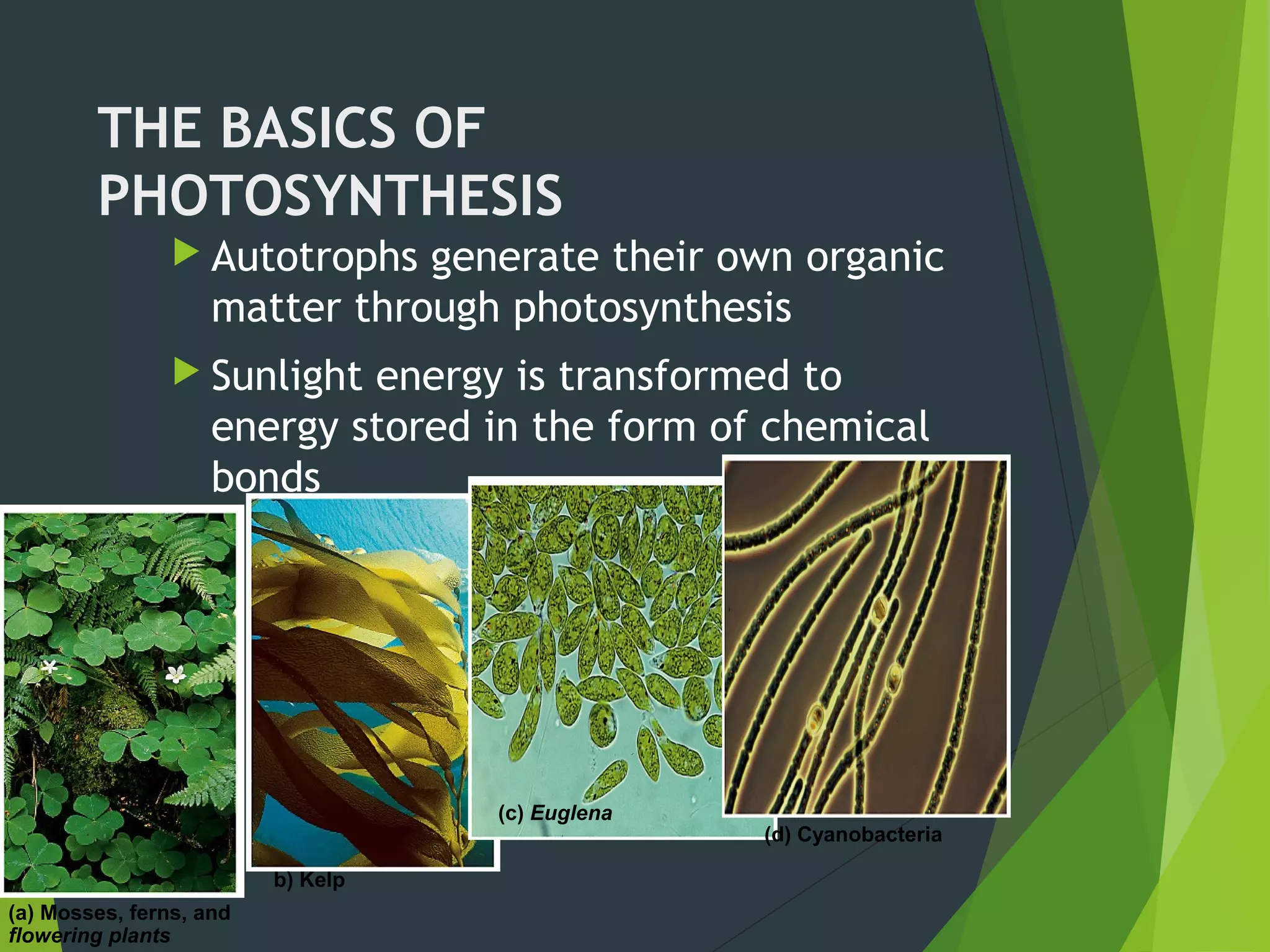Photosynthesis and respiration powerpoints | PPT