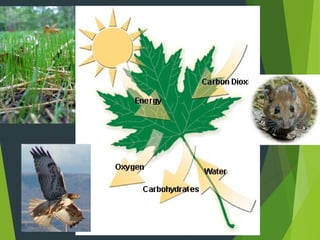 Photosynthesis and respiration powerpoints | PPT