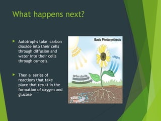 Photosynthesis and respiration powerpoints | PPT