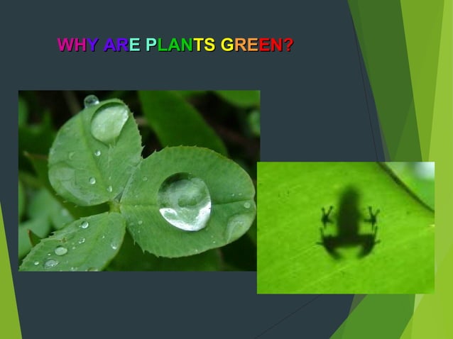 Photosynthesis and respiration powerpoints | PPT