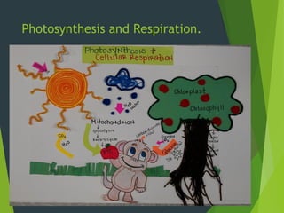 Photosynthesis and respiration powerpoints | PPT