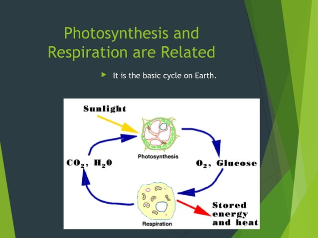 Photosynthesis and respiration powerpoints | PPT