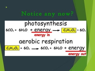 Photosynthesis and respiration powerpoints | PPT