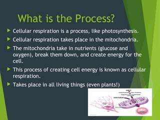 Photosynthesis and respiration powerpoints | PPT