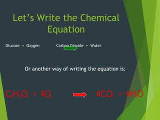 Photosynthesis and respiration powerpoints | PPT