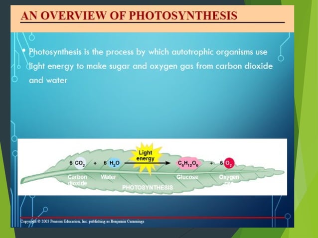 Photosynthesis and respiration powerpoints | PPT