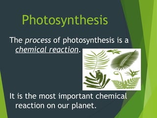 Photosynthesis and respiration powerpoints | PPT