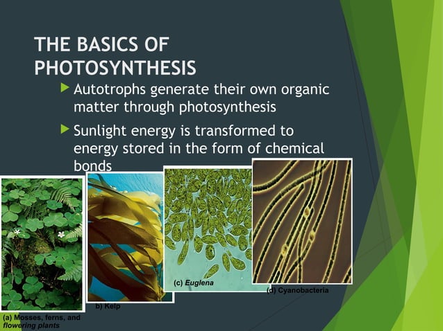 Photosynthesis and respiration powerpoints | PPT