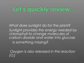 Photosynthesis and Cellular Respiration | PPT | Chemistry | Science