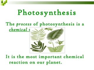 Photosynthesis+and+respiration+pvms | PPT