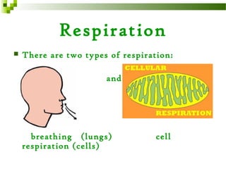 Photosynthesis+and+respiration+pvms | PPT