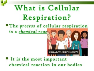 Photosynthesis+and+respiration+pvms[1] | PPT