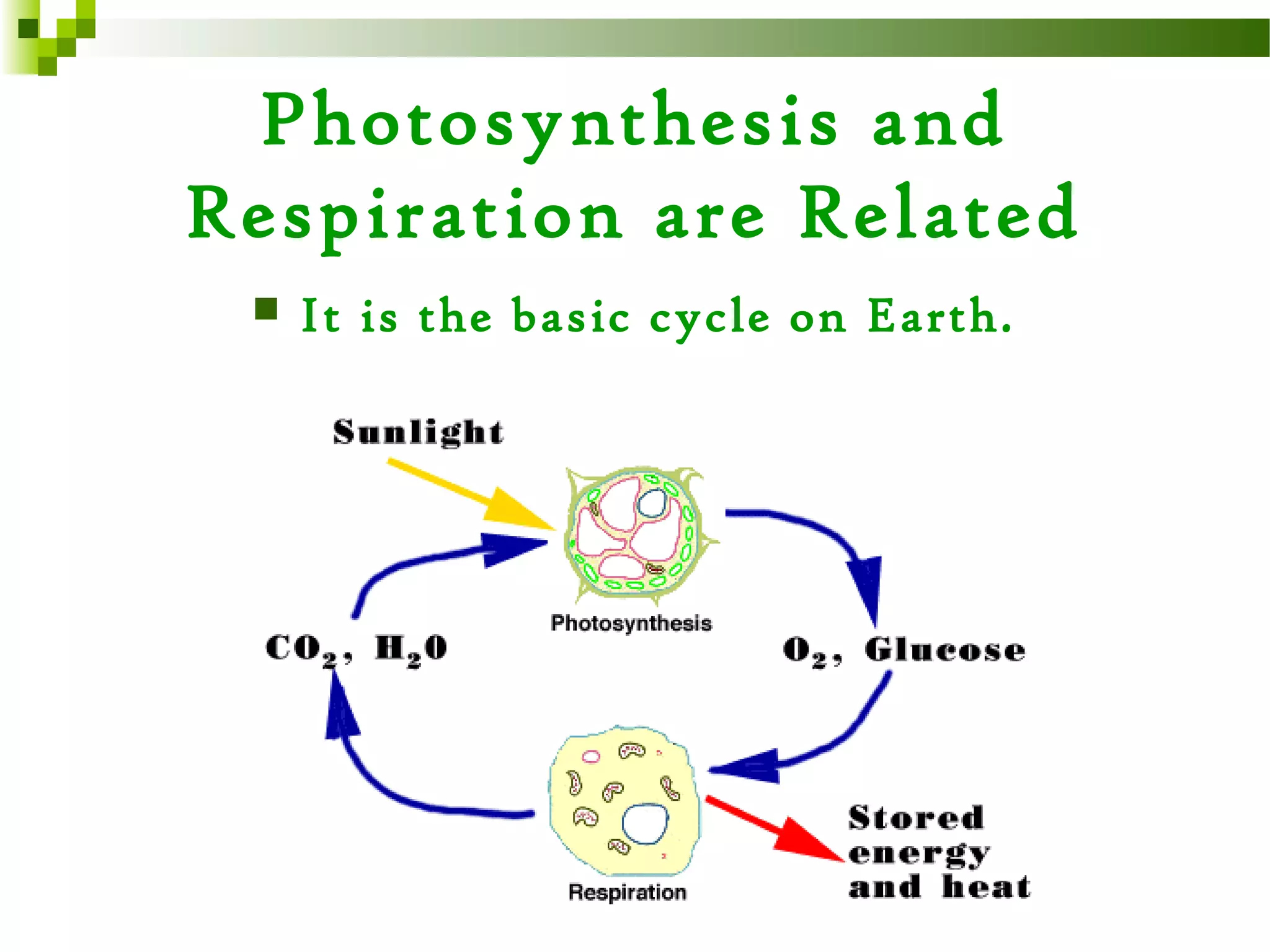 Photosynthesis+and+respiration+pvms[1] | PPT