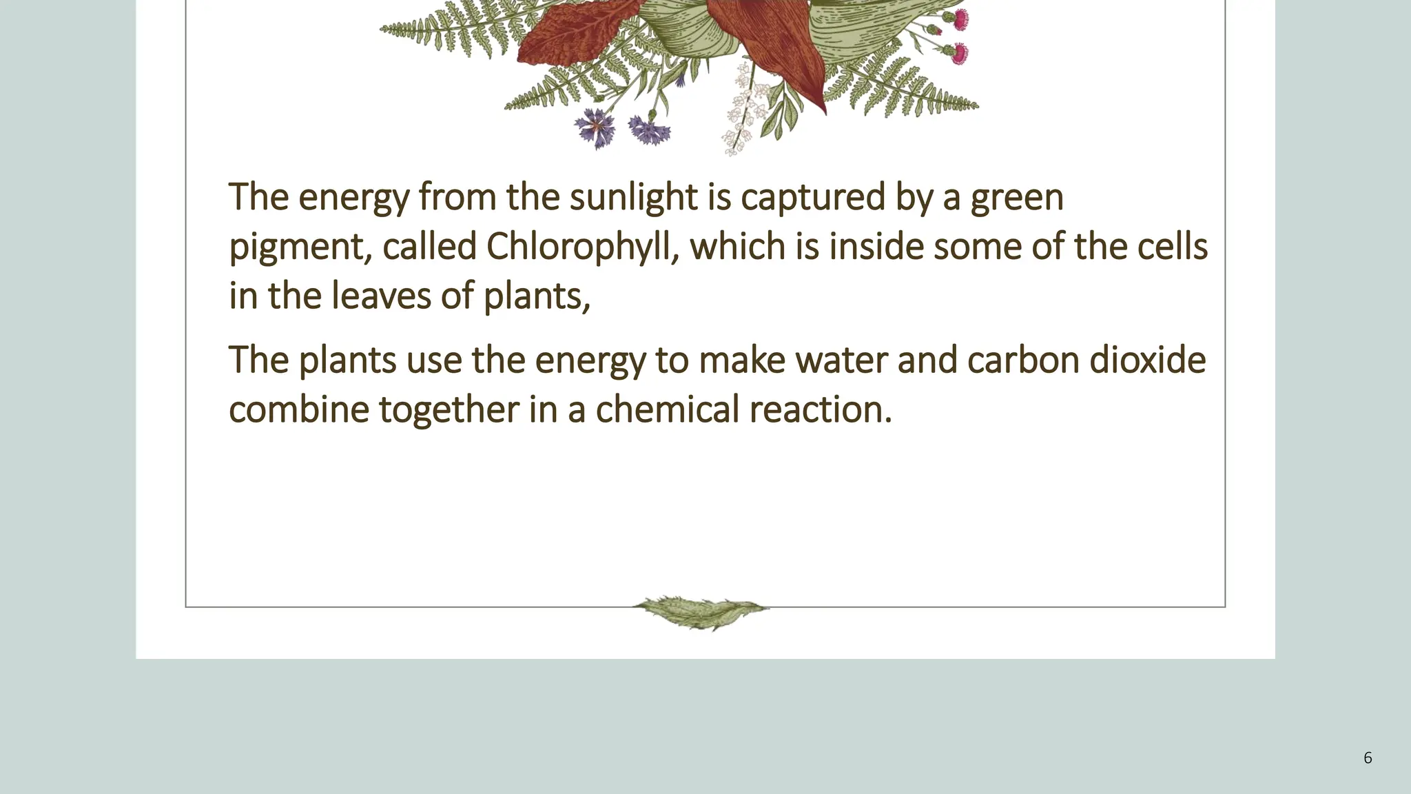 Photosynthesis and The Carbon Cycle.pptx