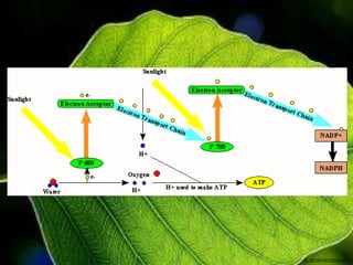 Photosynthesis as an Energy Transfer Process | PPT