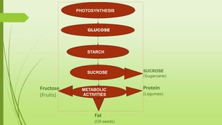 PHOTOSYNTHESIS | PPTX | Biological Sciences | Science