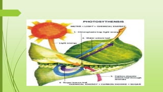 PHOTOSYNTHESIS | PPTX