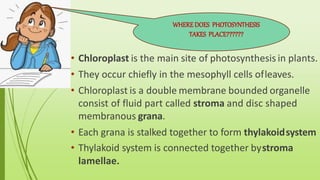 PHOTOSYNTHESIS | PPTX