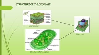 PHOTOSYNTHESIS | PPTX