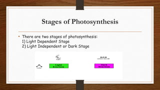 What is Photosynthesis? | PPTX