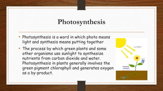 Definition Of Photosynthesis