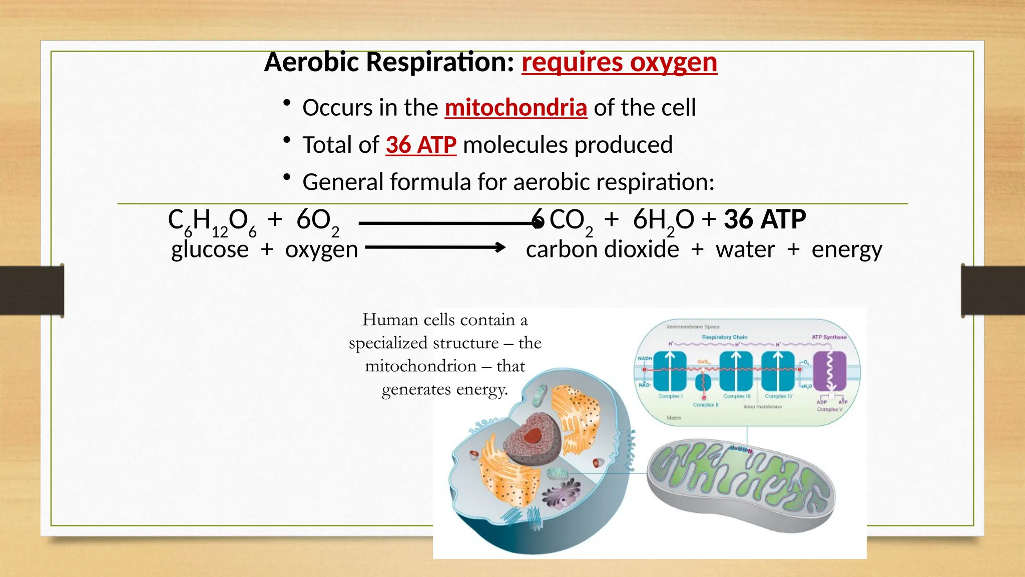 photosynthesis cell resp _ plants (2).pptx